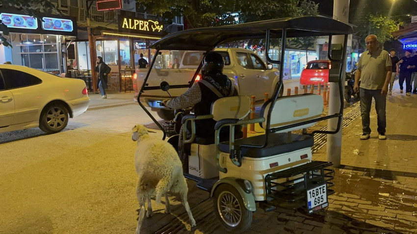 Firari kurbanlığa benzetilen Çorap kurbanlık olmaktan son anda kurtuldu ...